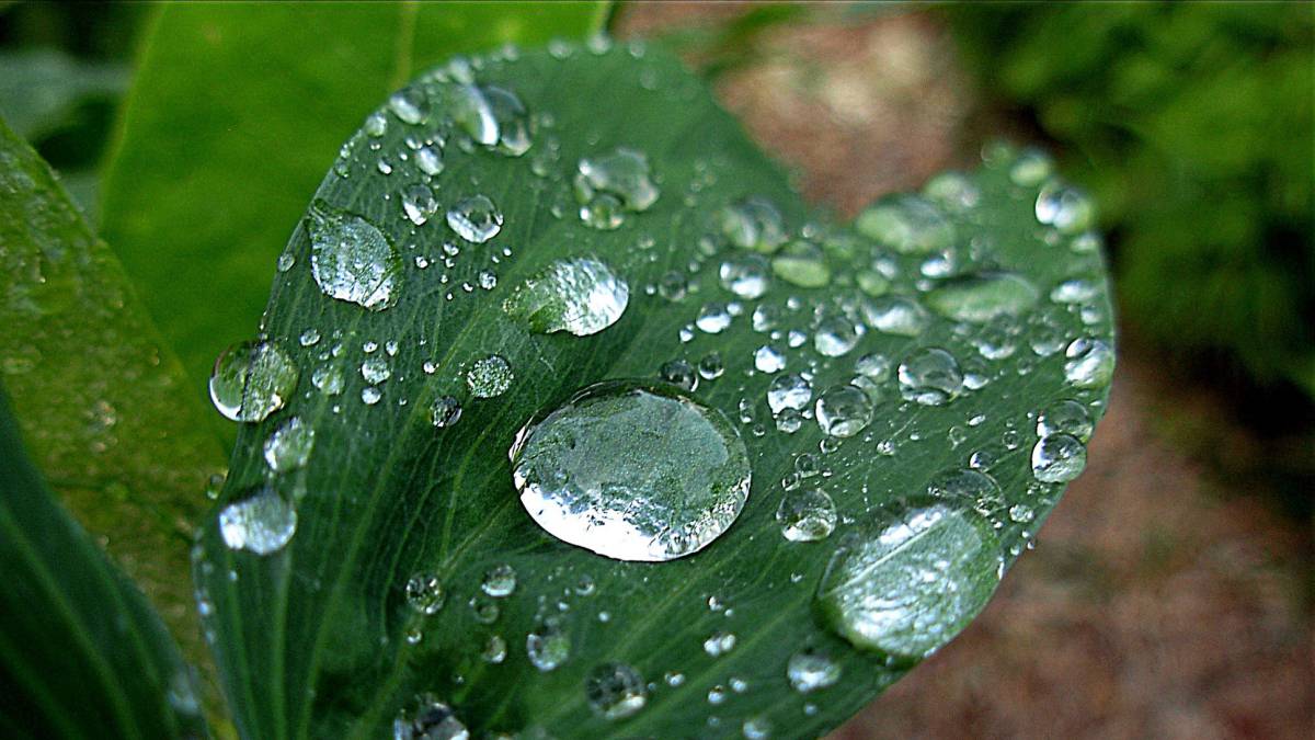 Fotosíntesis artificial: el futuro de la sostenibilidad ya está aquí ...