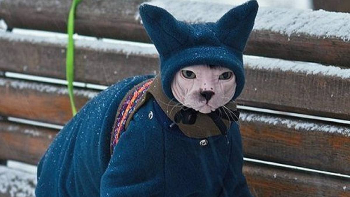 La foto de este gato muy abrigado nos recordará a nosotros en invierno ...